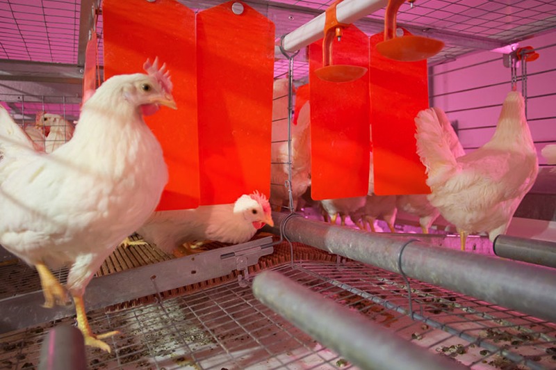 Enriched Colony Housing | AVECH® III | Poultry Housing